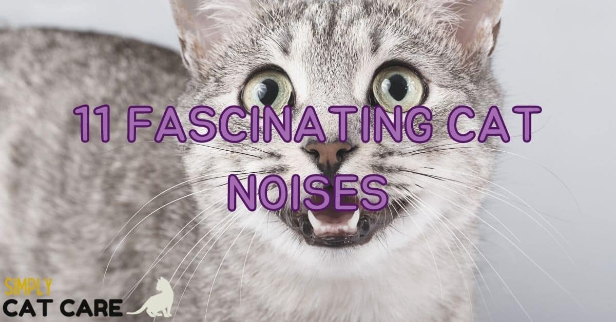 11 Fascinating Cat Noises Your Cat Makes