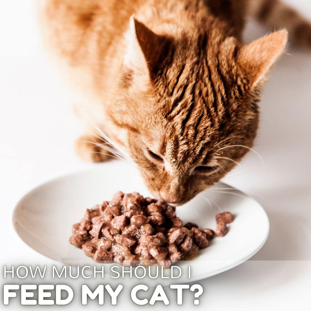 9 Tips to Feed Your Cat for Awesome Health - Simply Cat Care