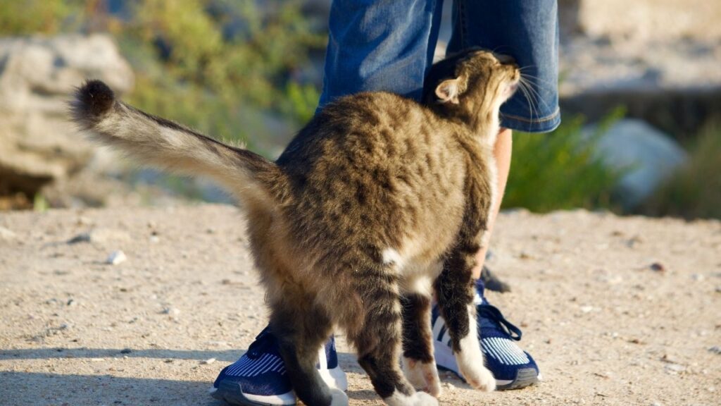 How do Cats Show Affection? - 7 Epic Ways