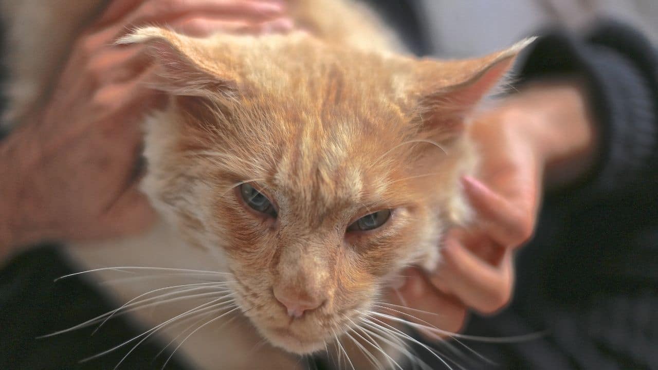 How do Cats Show Affection? - 7 Epic Ways