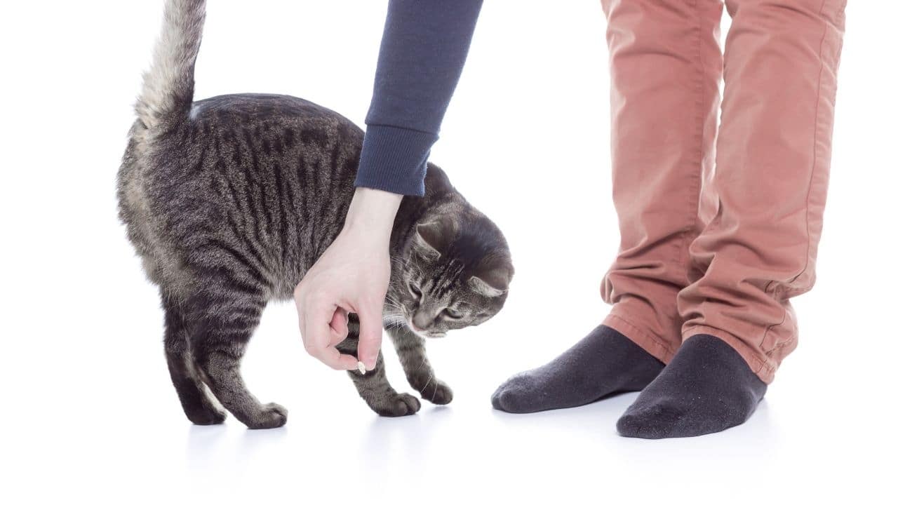 How do Cats Show Affection? - 7 Epic Ways