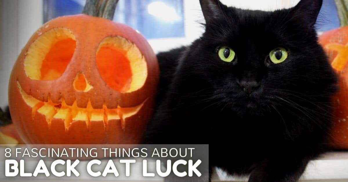 8 Fascinating Things about Black Cat Luck
