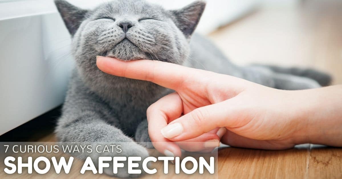 How do Cats Show Affection? - 7 Epic Ways