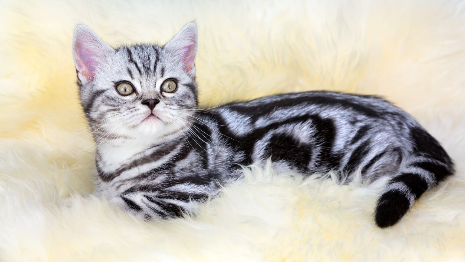 Tabby Cat Patterns - 7 Cool Facts