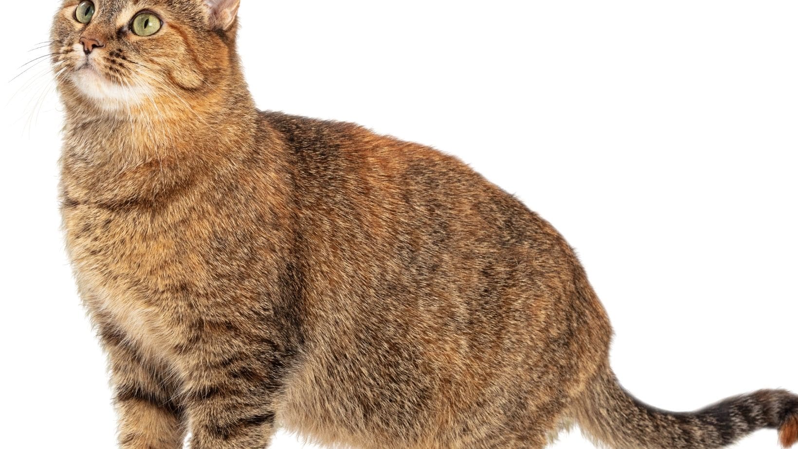 Tabby Cat Patterns - 7 Cool Facts