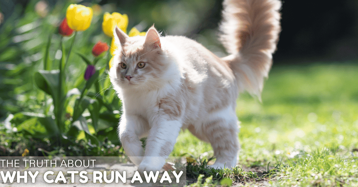 The Revealing Truth About Why Cats Run Away