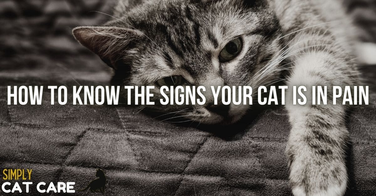 5 Signs Your Cat Is In Pain to Know Your Cat Needs Help