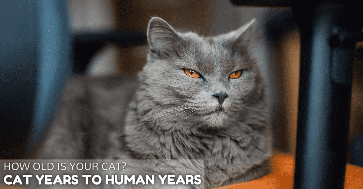 Cat years to human years: How old is your cat? The Pro Guide - Simply ...