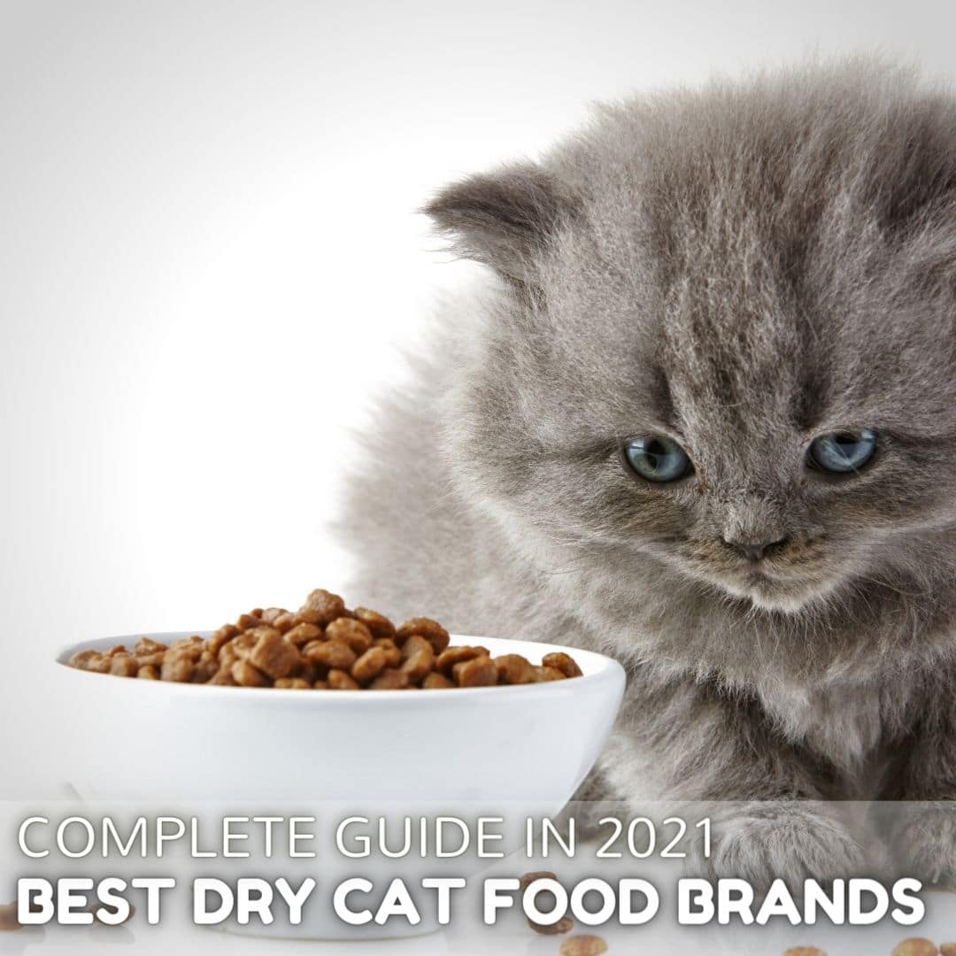 9 Best Wet Cat Food Choices in 2021 - Simply Cat Care