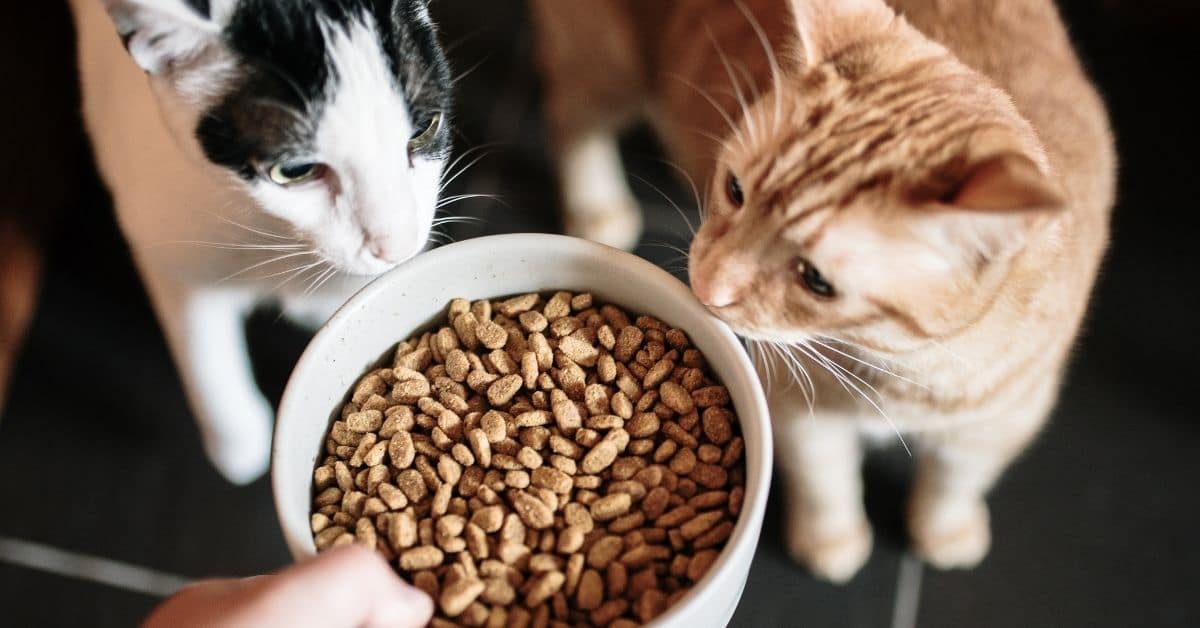 5 Best Dry Cat Food For Sensitive Stomach Simply Cat Care 5-best-dry-cat-food-for-sensitive-stomach-simply-cat-care