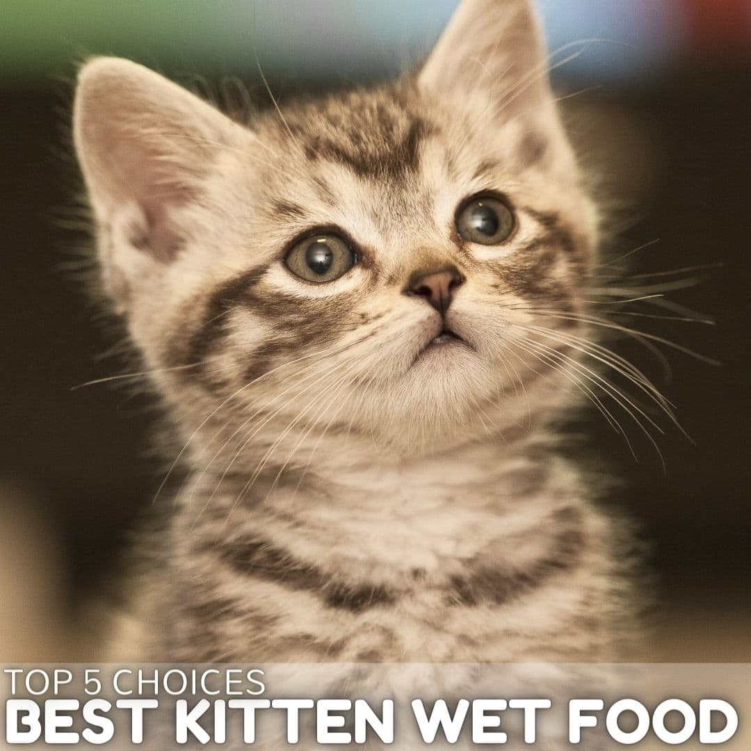 Home - Simply Cat Care