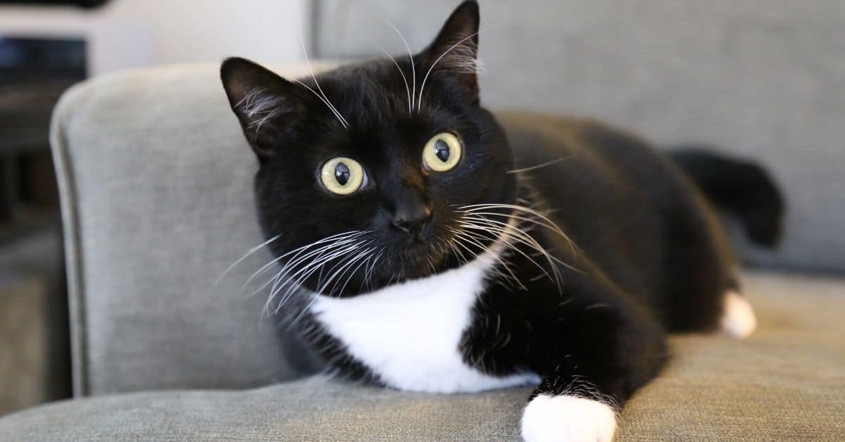 9 Cool Facts About Cat Coat Patterns