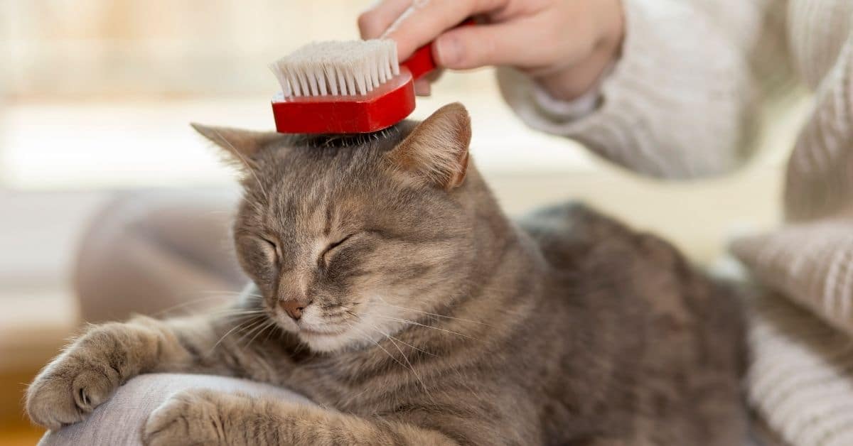 4 Ways to Help Stop a Cat Dry Heaving - Simply Cat Care