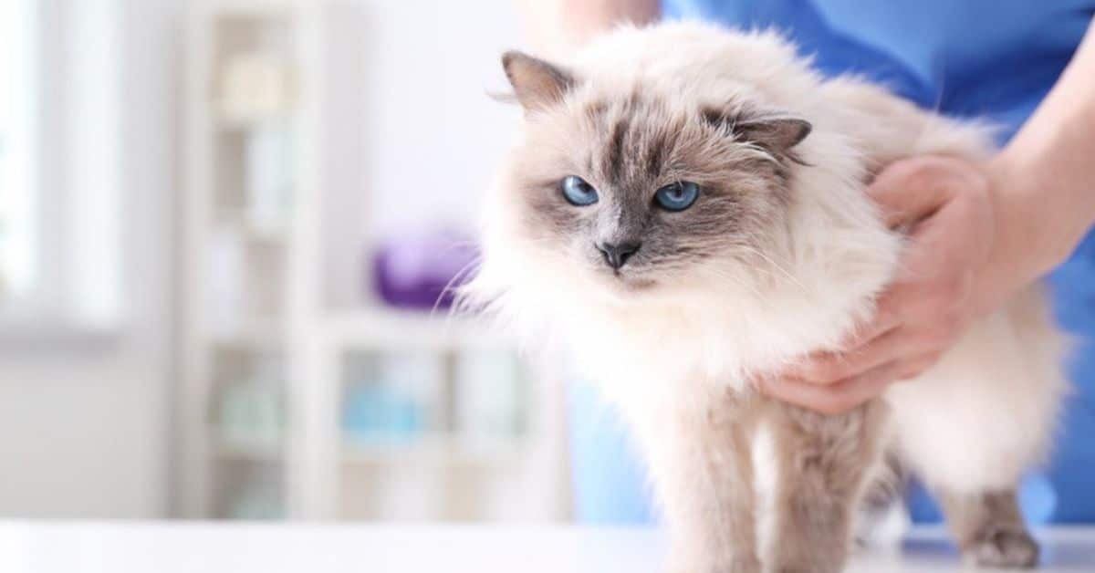 4 Ways to Help Stop a Cat Dry Heaving - Simply Cat Care