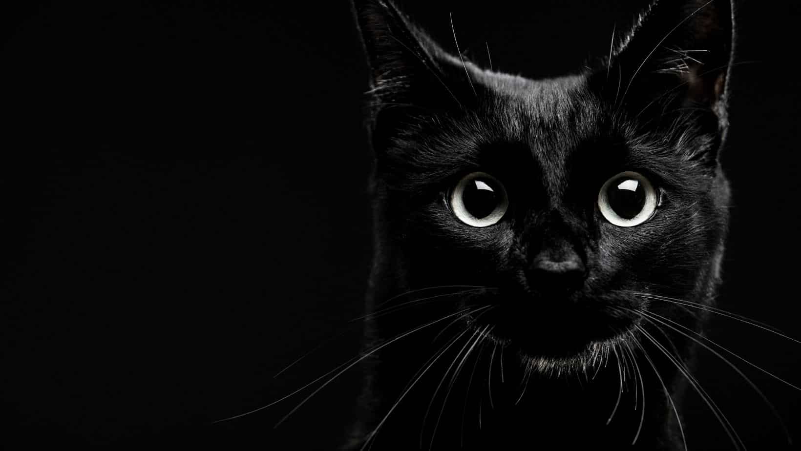 100 Most Popular Cat Names 2023 Simply Cat Care 100 Most Popular Cat Names 2023 Simply Cat Care