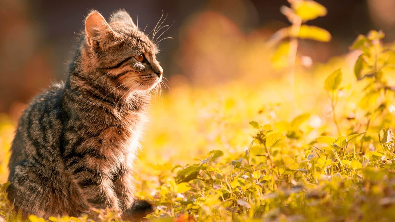 100 Most Popular Cat Names 2023 Simply Cat Care 100 Most Popular Cat Names 2023 Simply Cat Care