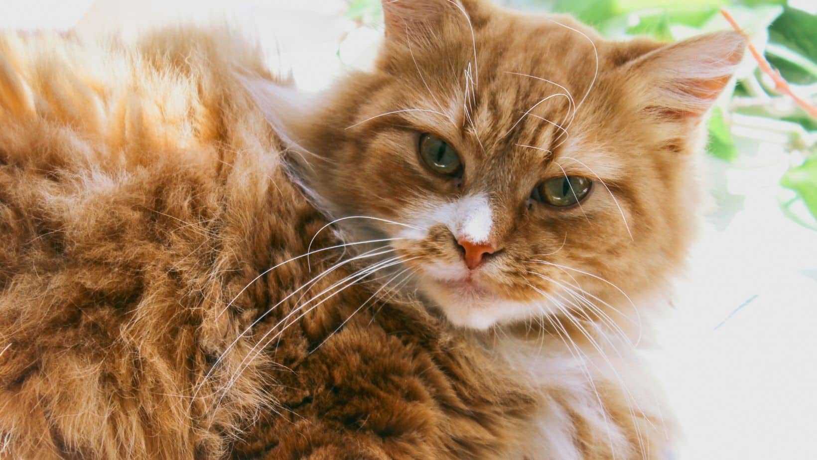 11 Fun Facts About Orange Cats 2023 - Simply Cat Care