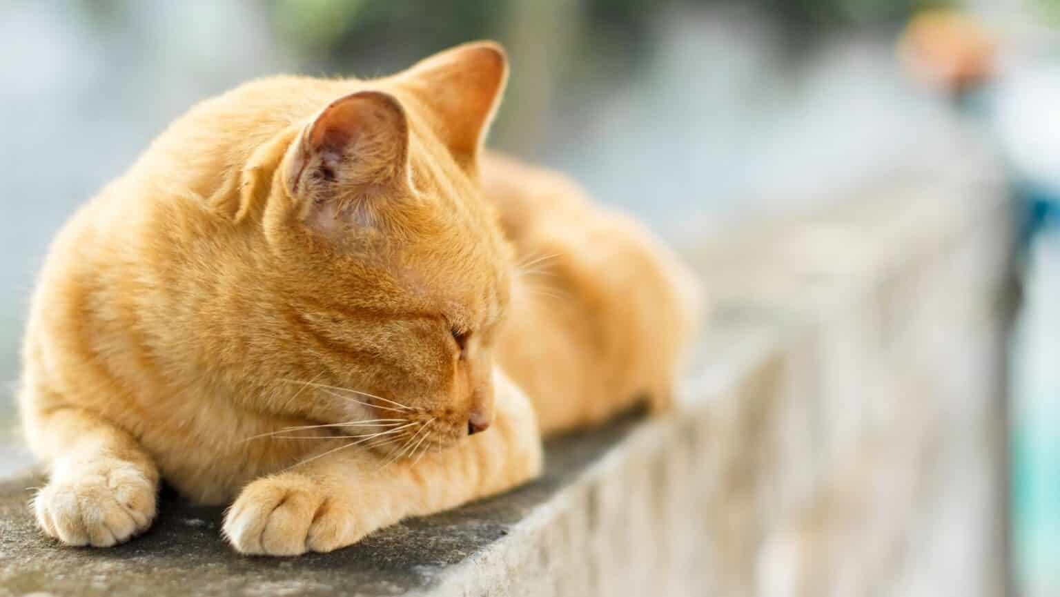 11 Fun Facts About Orange Cats