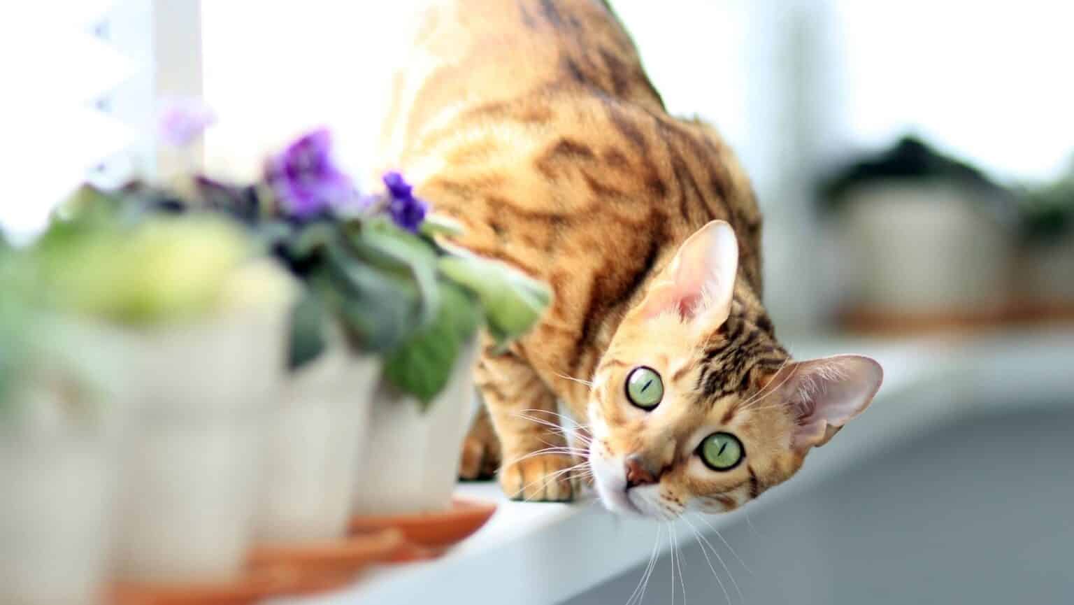 11 Fun Facts About Orange Cats