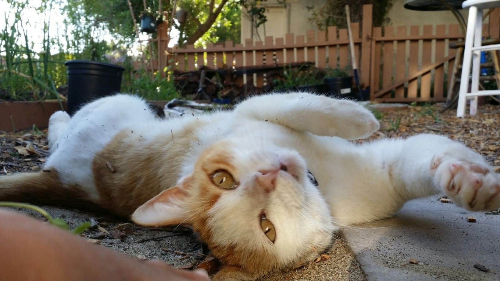 11 Fun Facts About Orange Cats 2023 - Simply Cat Care