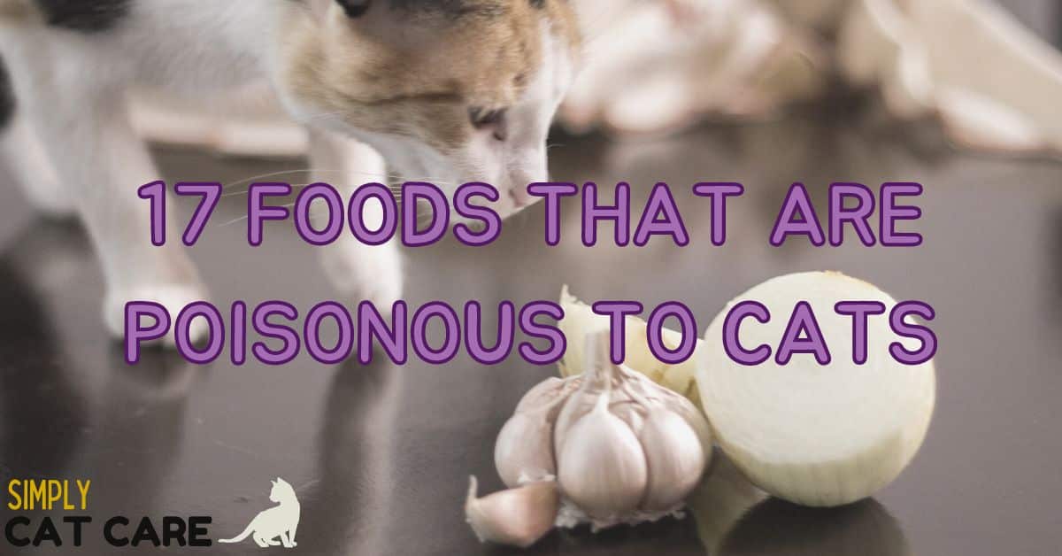 17 Foods That Are Poisonous To Cats - Simply Cat Care