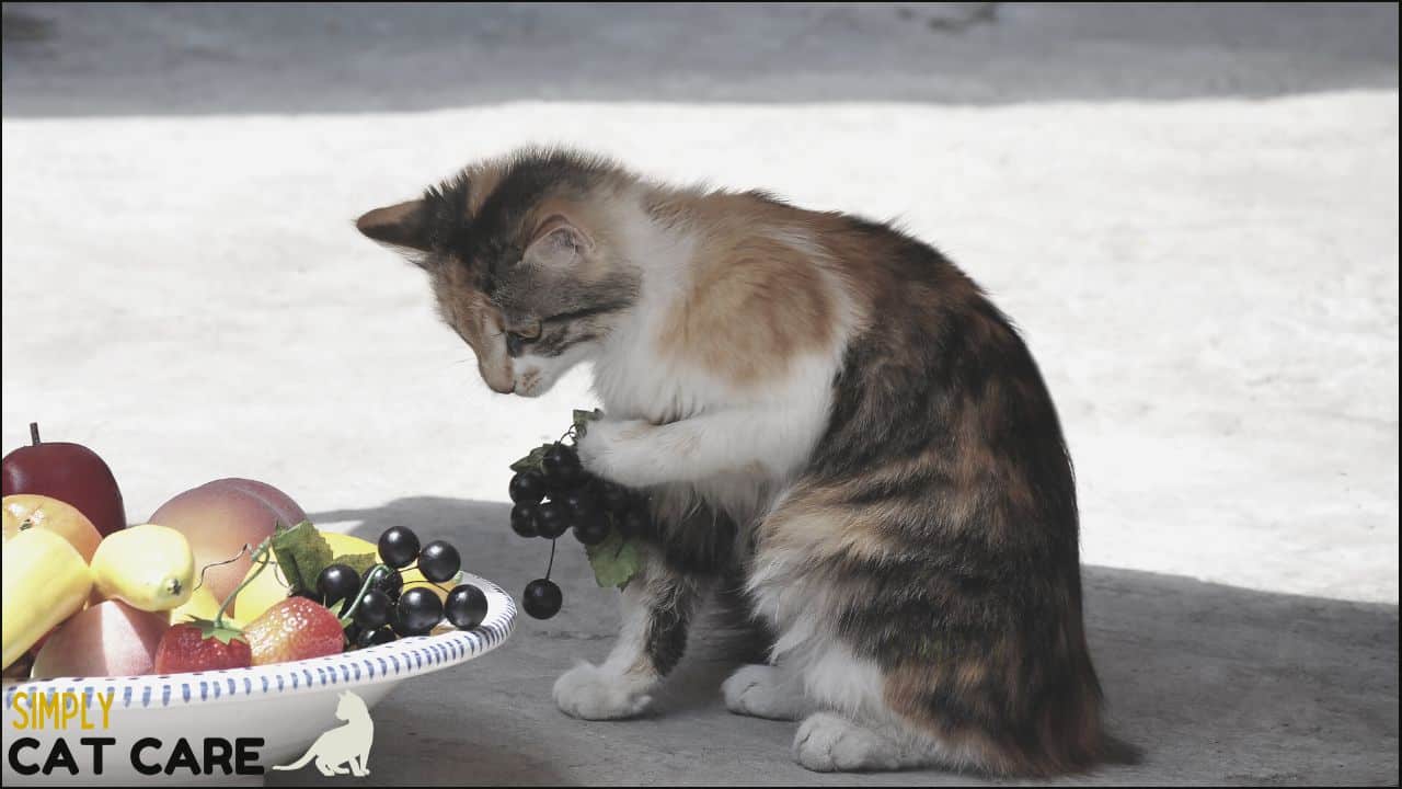 17 Foods That Are Poisonous To Cats - Simply Cat Care