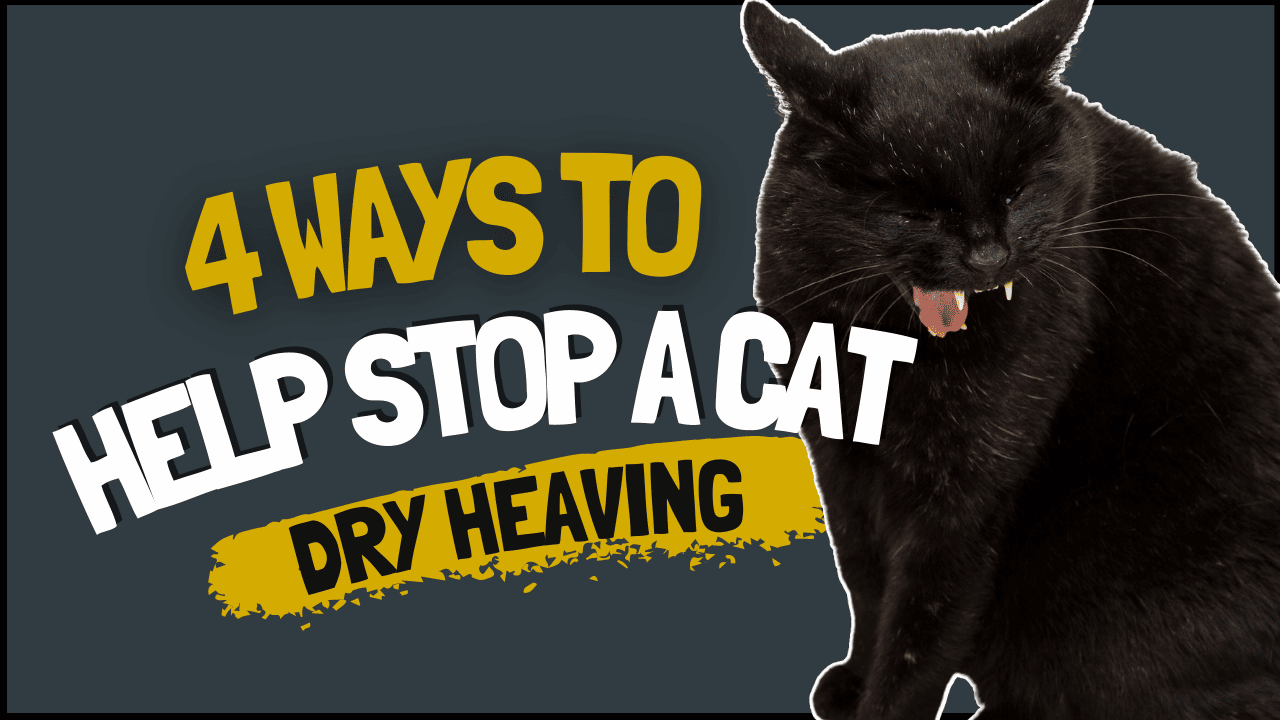 4 Ways to Help Stop a Cat Dry Heaving in 2023