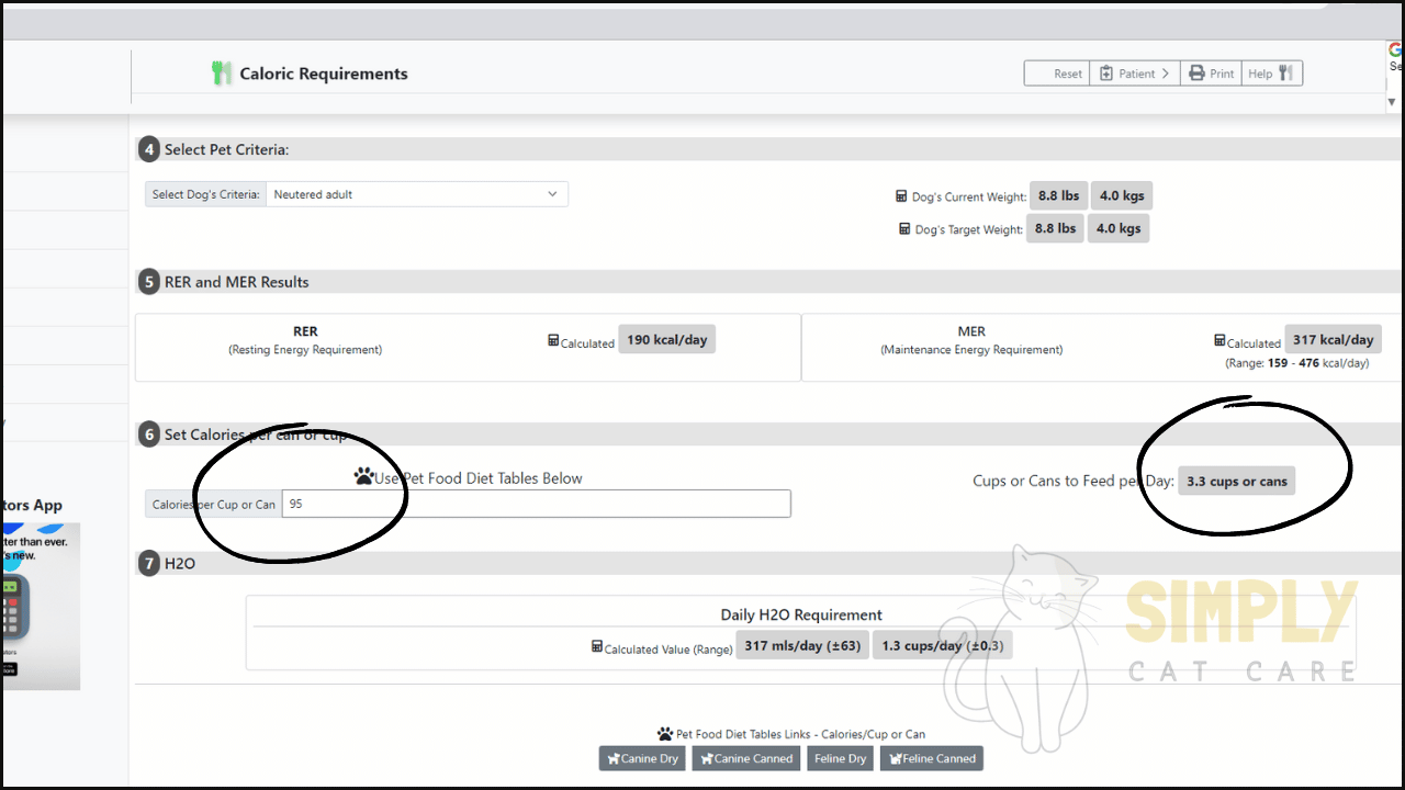 How to Fatten Up an Old Cat (9 Easy Steps) | Simply Cat Care