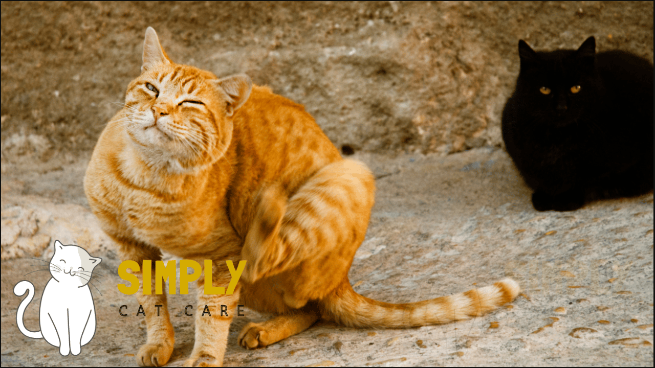 4 Ways to Help Stop a Cat Dry Heaving - Simply Cat Care