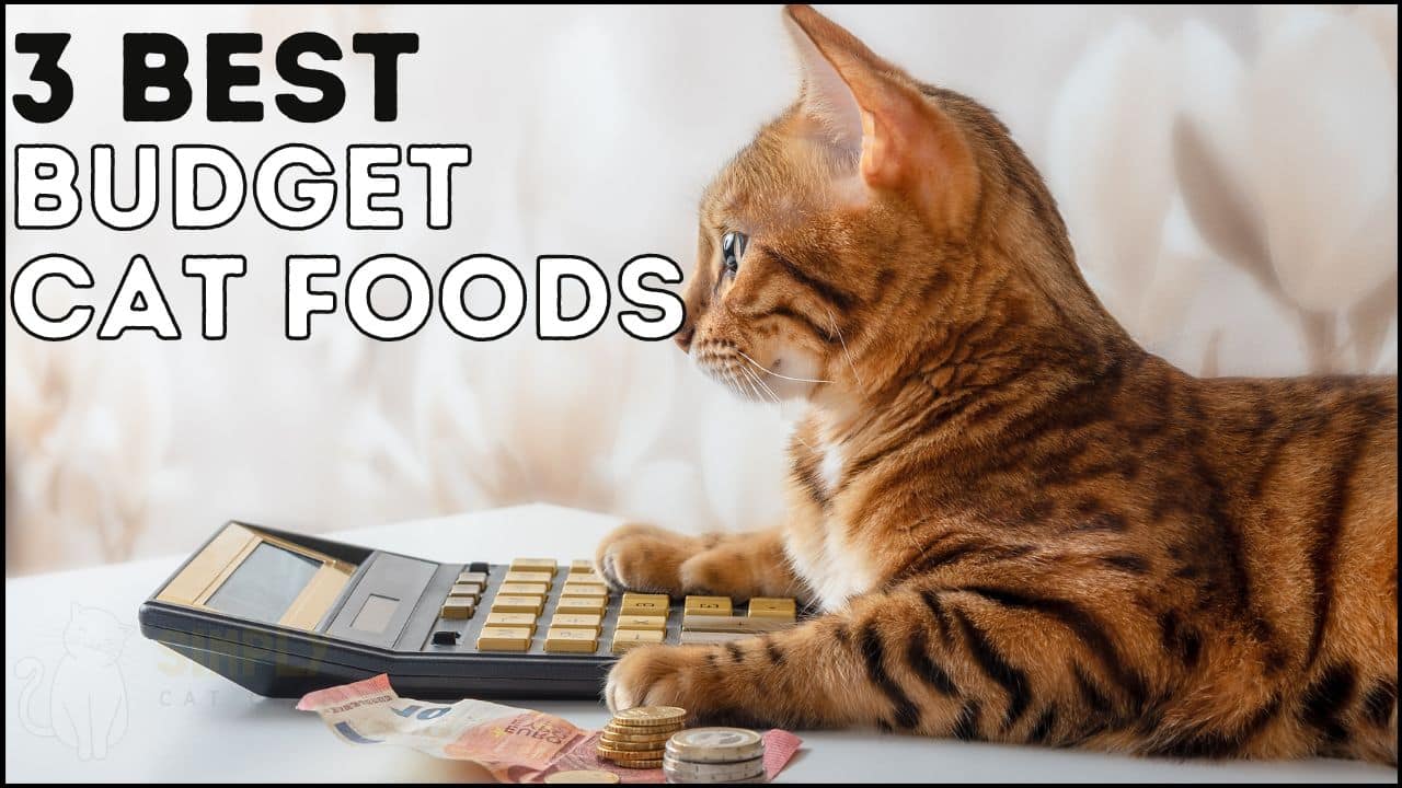 3 Best Budget Cat Foods Your Cat Will Love [2023]