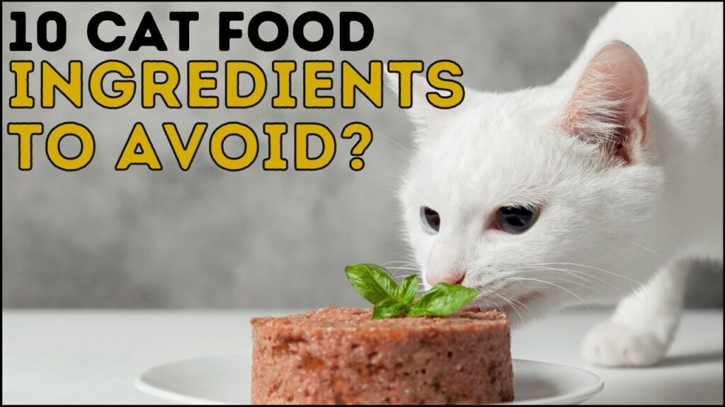10 Cat Food Ingredients To Avoid Or Not Simply Cat Care 10 Cat Food Ingredients To Avoid Or Not Simply Cat Care