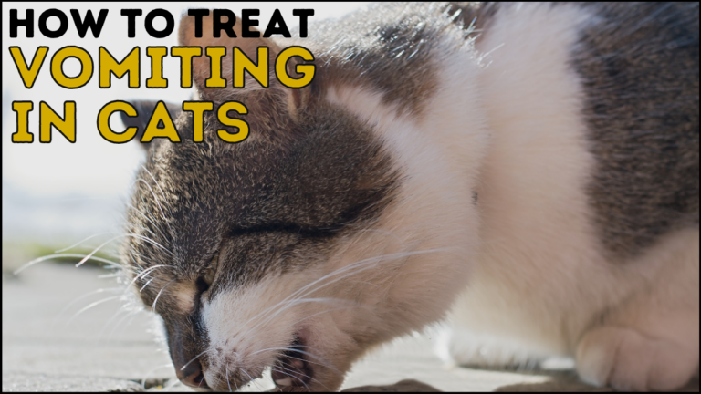 How To Treat A Cat That Is Vomiting: A Guide for 2024