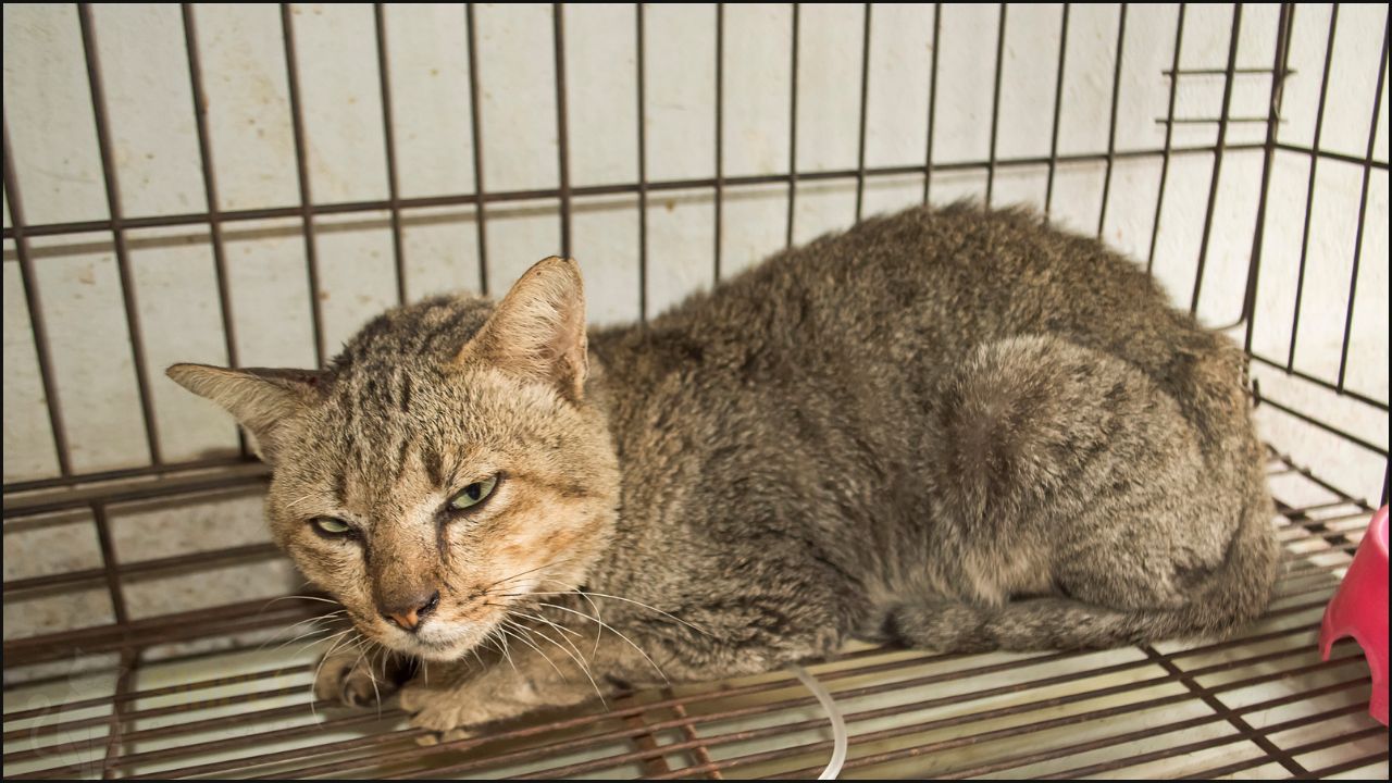 5 Signs Your Cat Is In Pain to Know Your Cat Needs Help