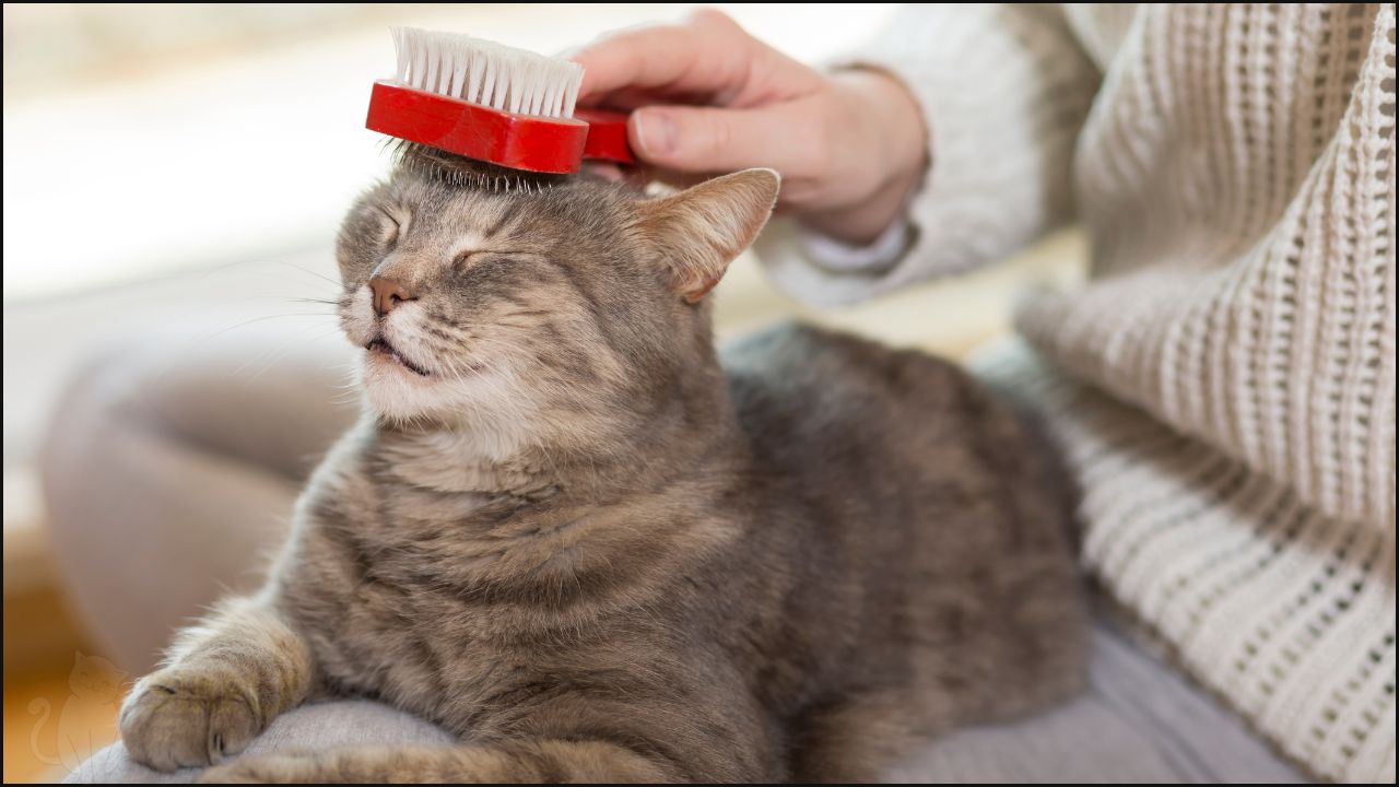 4 Ways to Help Stop a Cat Dry Heaving in 2025