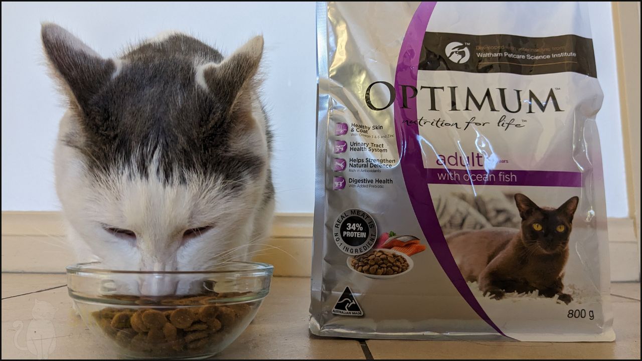 Honest Optimum Cat Food Review in 2023