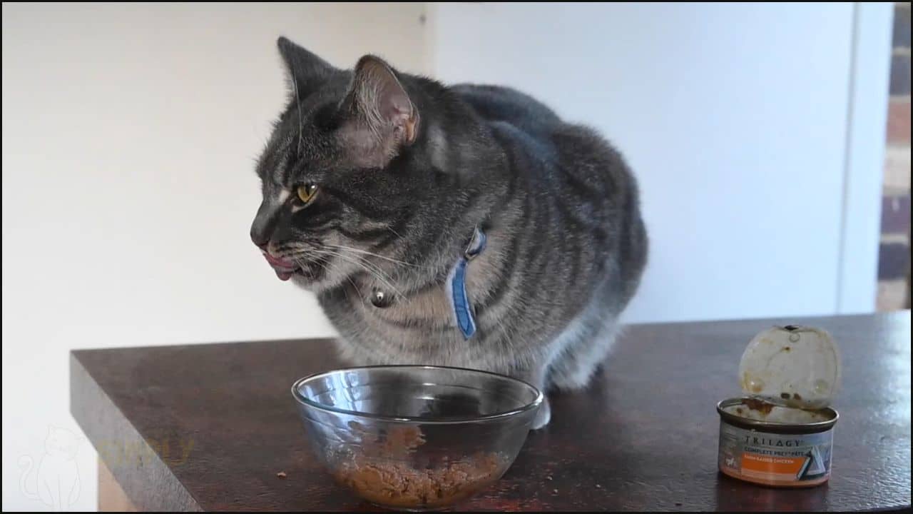 Honest Trilogy Cat Food Review 2024