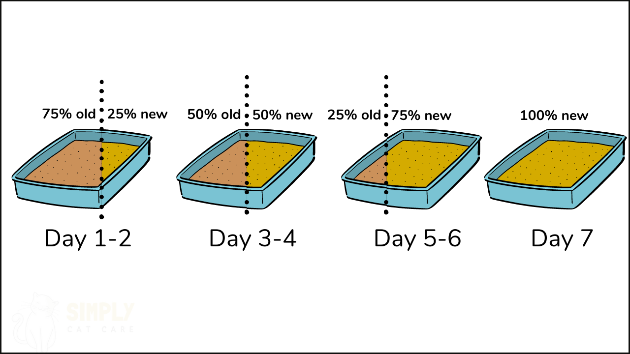 Easy Guide on How to Switch Cat Litter Without Stress