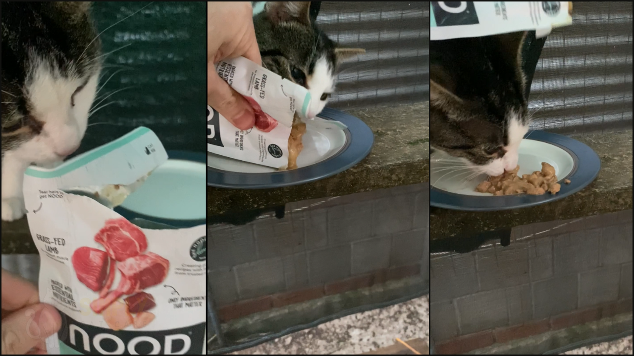 Honest Nood Cat Food Review in 2026