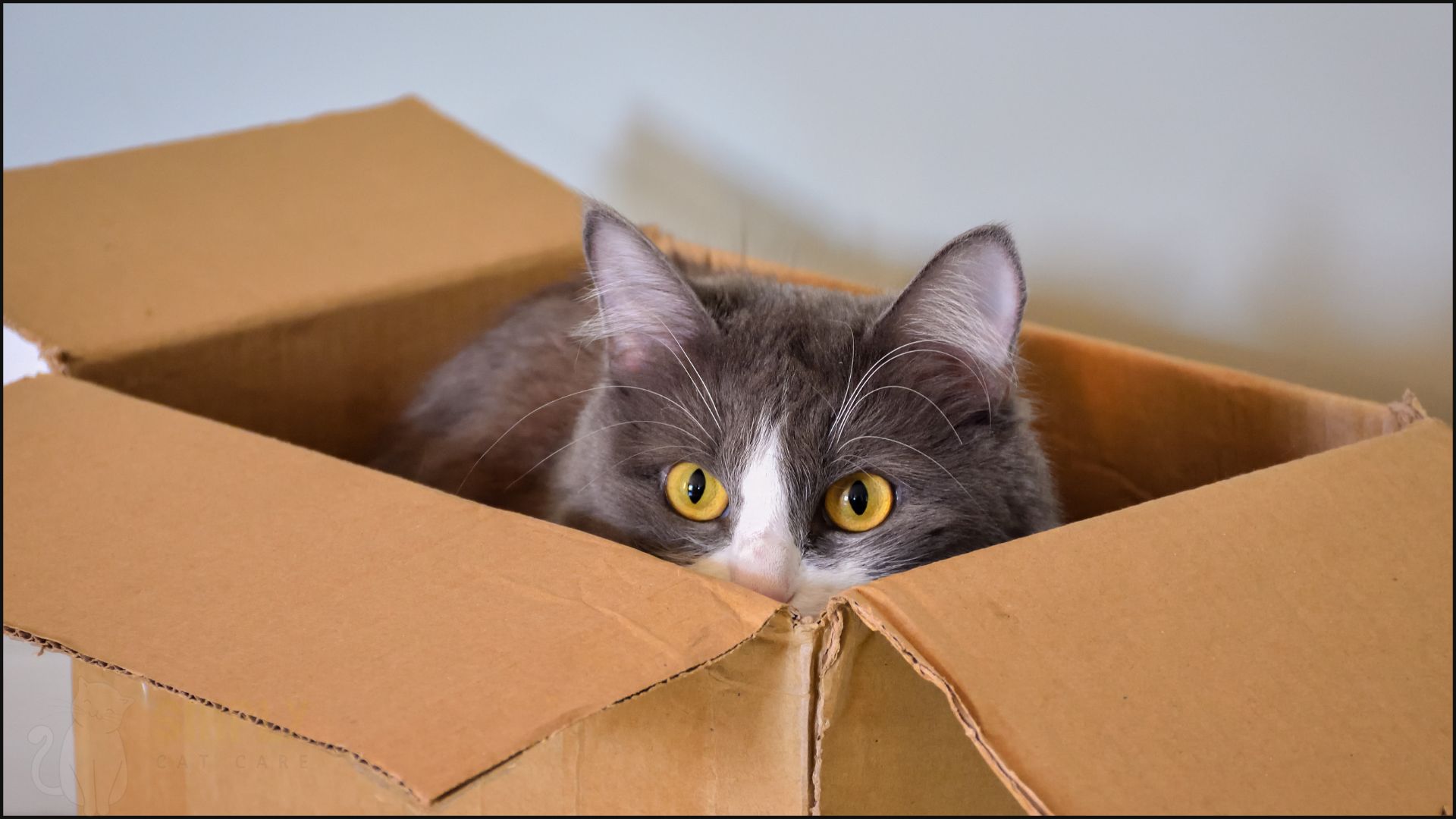 4 Ways to Help Stop a Cat Dry Heaving in 2024