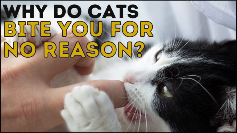 Why Do Cats Bite Their Owners for No Reason? (What to Do)