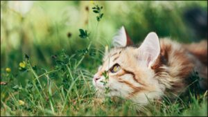 3 Best Cat Foods Without Fish Your Cat Will Love