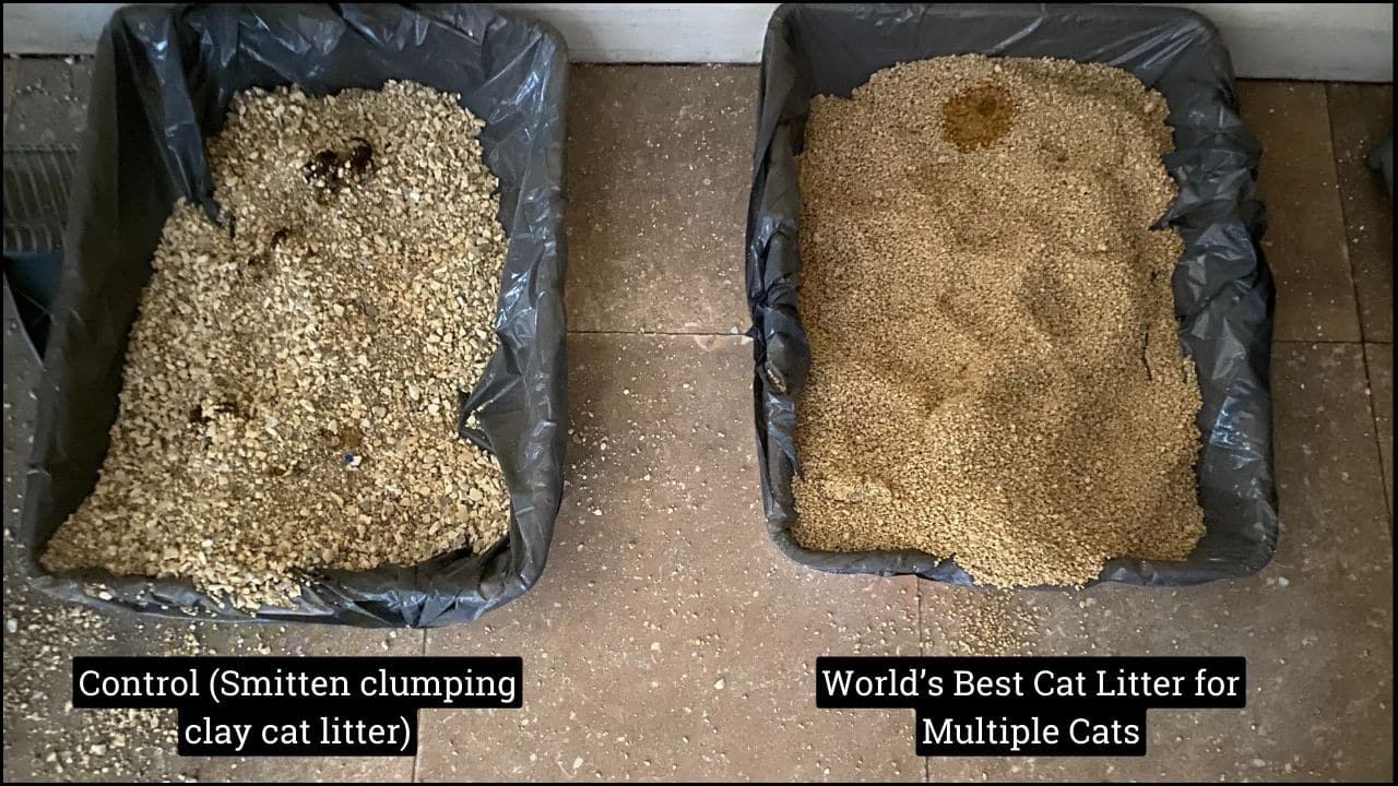 World’s Best Cat Litter Review: Is It Really Best?